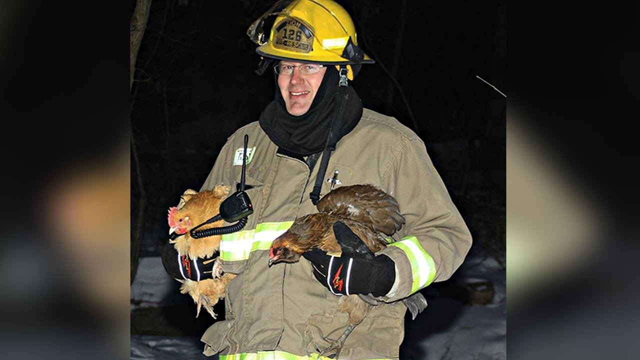 Body Cam Video Shows Firefighter's Harrowing Chicken Rescue - YouTube