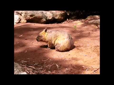 Crazy Wombat - YouTube