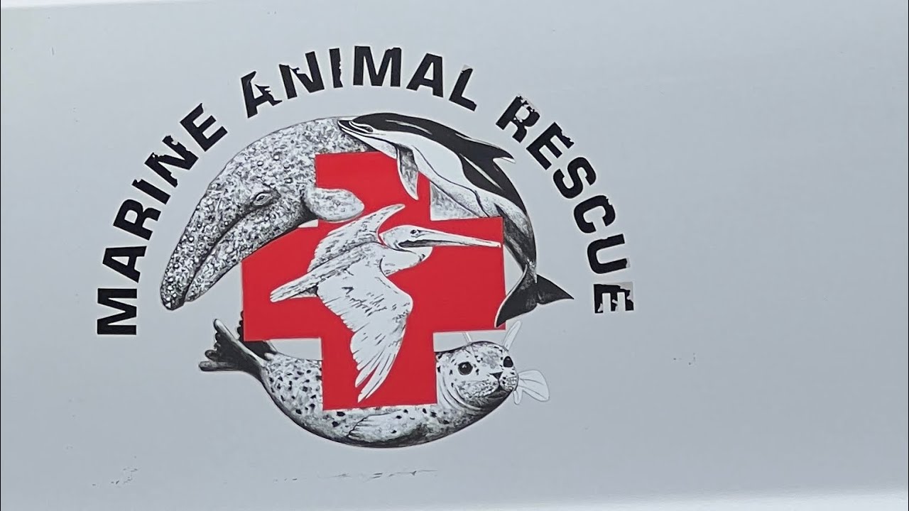 Marine Animal Rescue of Marina del Rey, CA Saves an Ailing Baby Sea ...