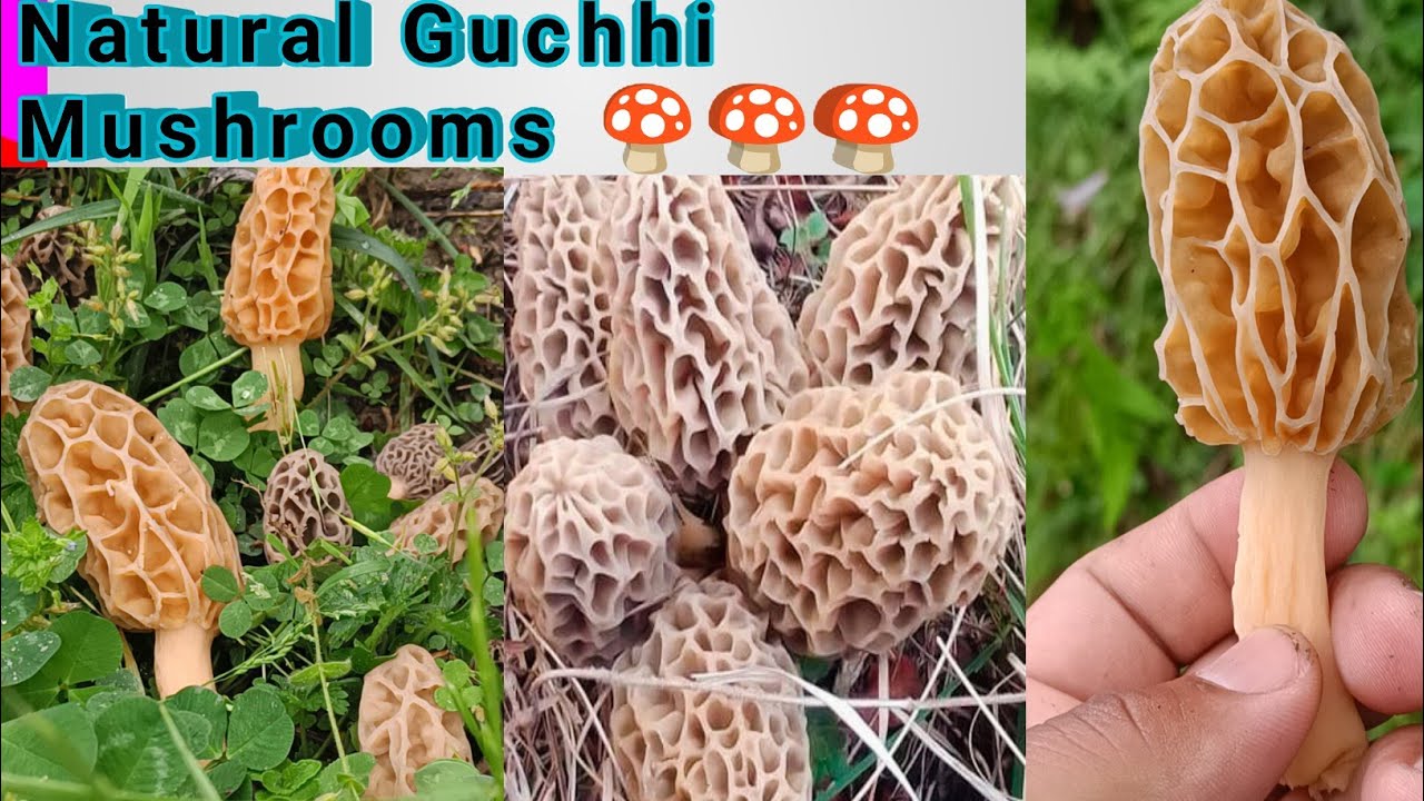Natural Guchhi mushrooms 🍄🍄🍄|| Most Costly mushrooms|| Tasty and ...