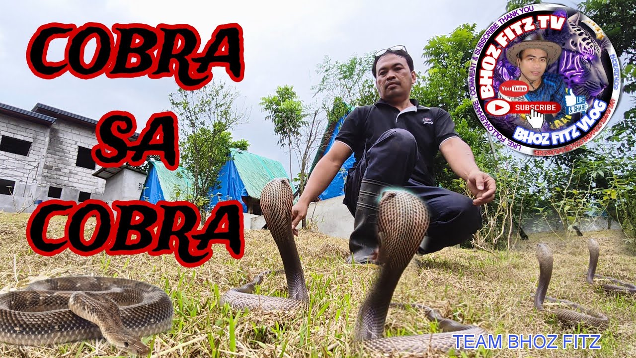 COBRA SA COBRA NG WESTERN TARLAC - YouTube