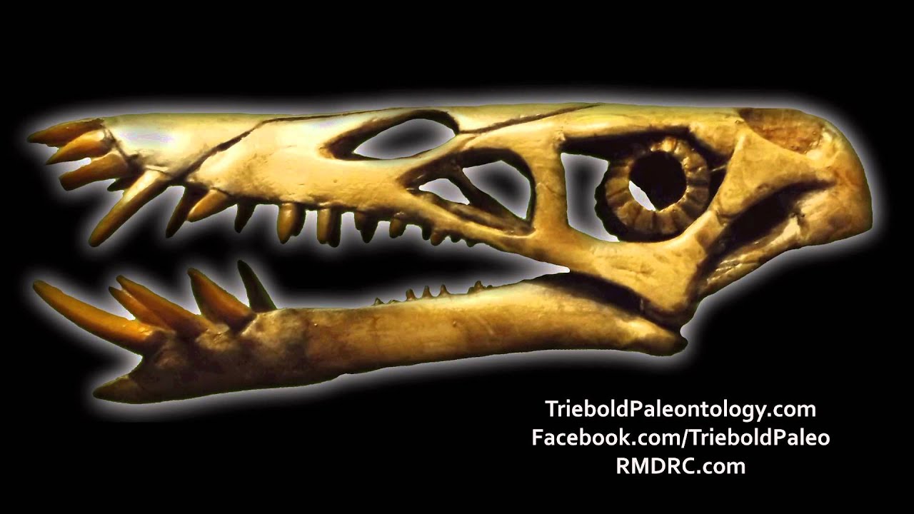 Dorygnathus banthensis - YouTube