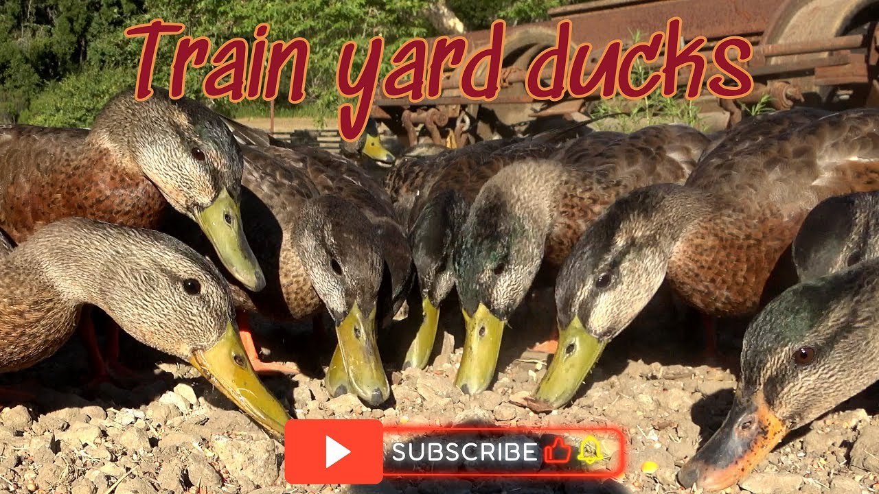 Train yard ducks at Roaring Camp. - YouTube