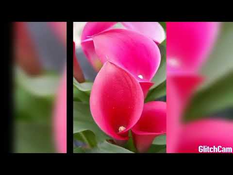 Gözel  Güllər ....