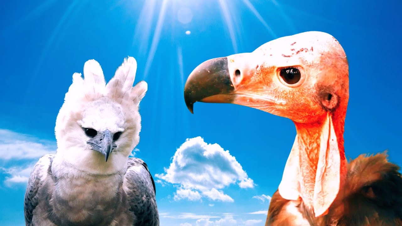 8 Most Dangerous Birds on the Planet – Sky Predators! | Crop Seasons ...