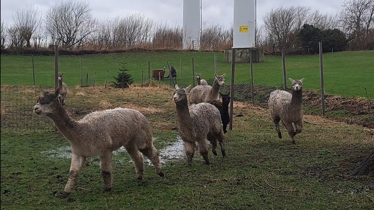 Alpaca family rushing to see their new tree - YouTube