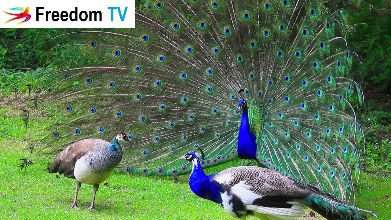 Peacock bay ,Khadakwasala Dam, Near Pune. - YouTube