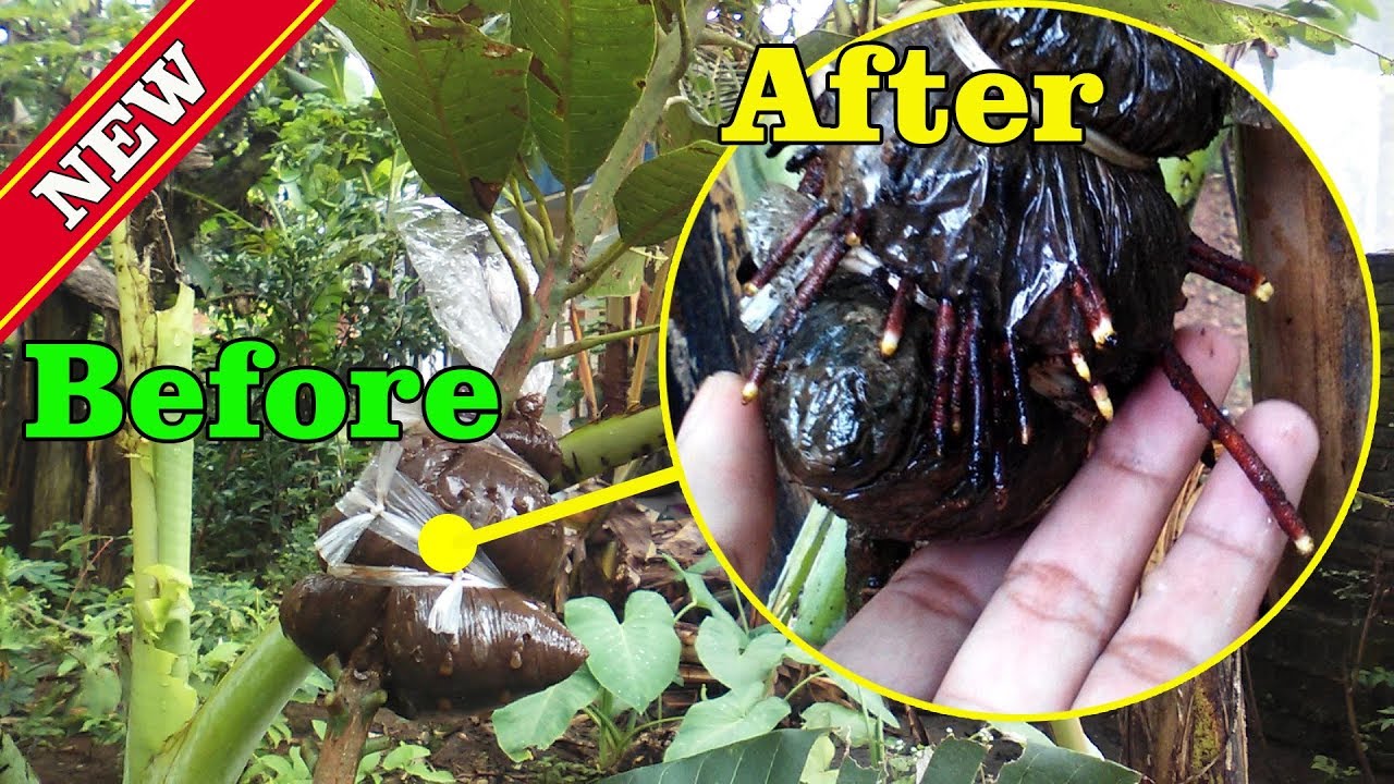 How To Air Layering Mango Tree Full Before And After by Grafting ...