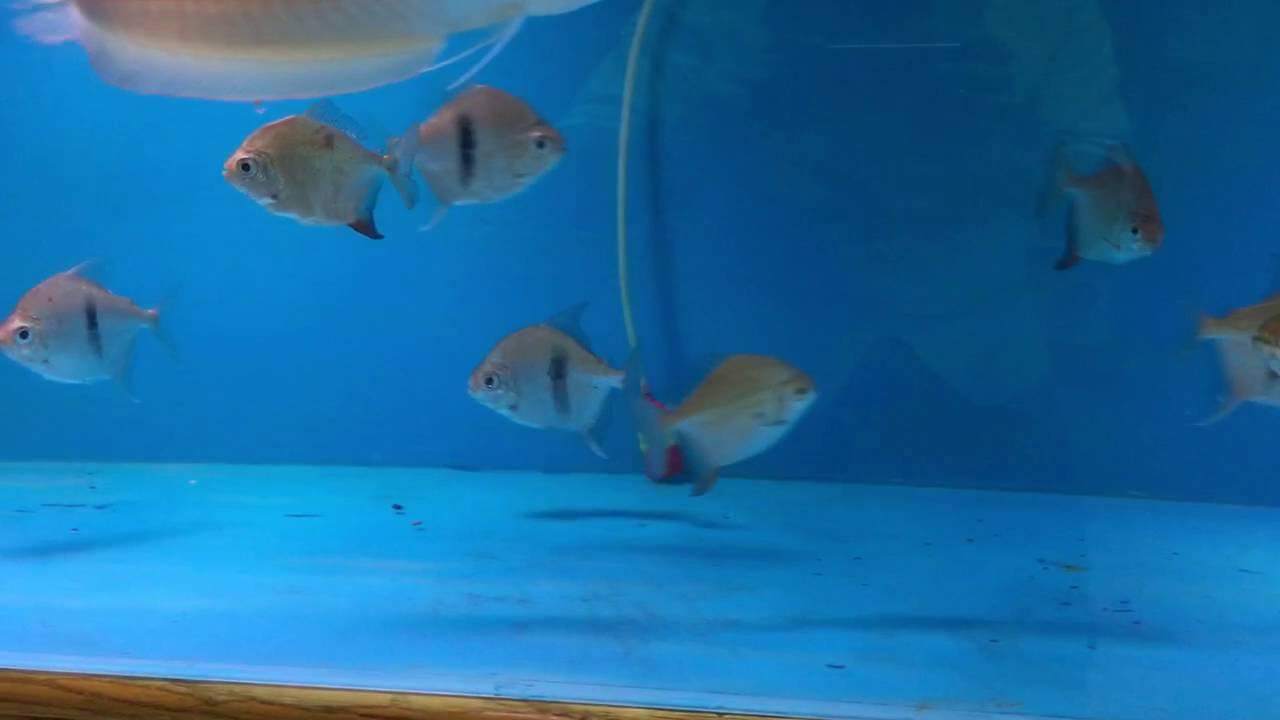 Blue Hook & Red Hook Silver Dollars - YouTube