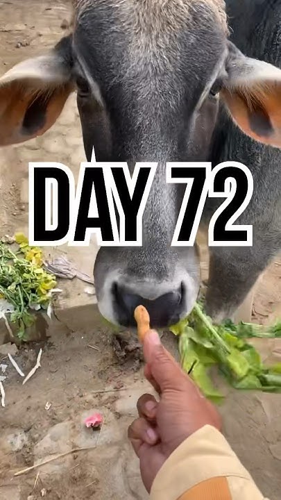 072 | Day 72 नन्दी महाराज ने खाई मूँगफली #minivlog #100dayschallenge #shortvideo #day72 #shorts ...
