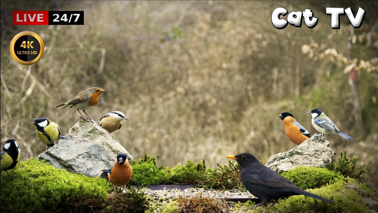 🔴24/7 LIVE Cat TV: Birds for Cats to Watch😺 What's Happening In The ...