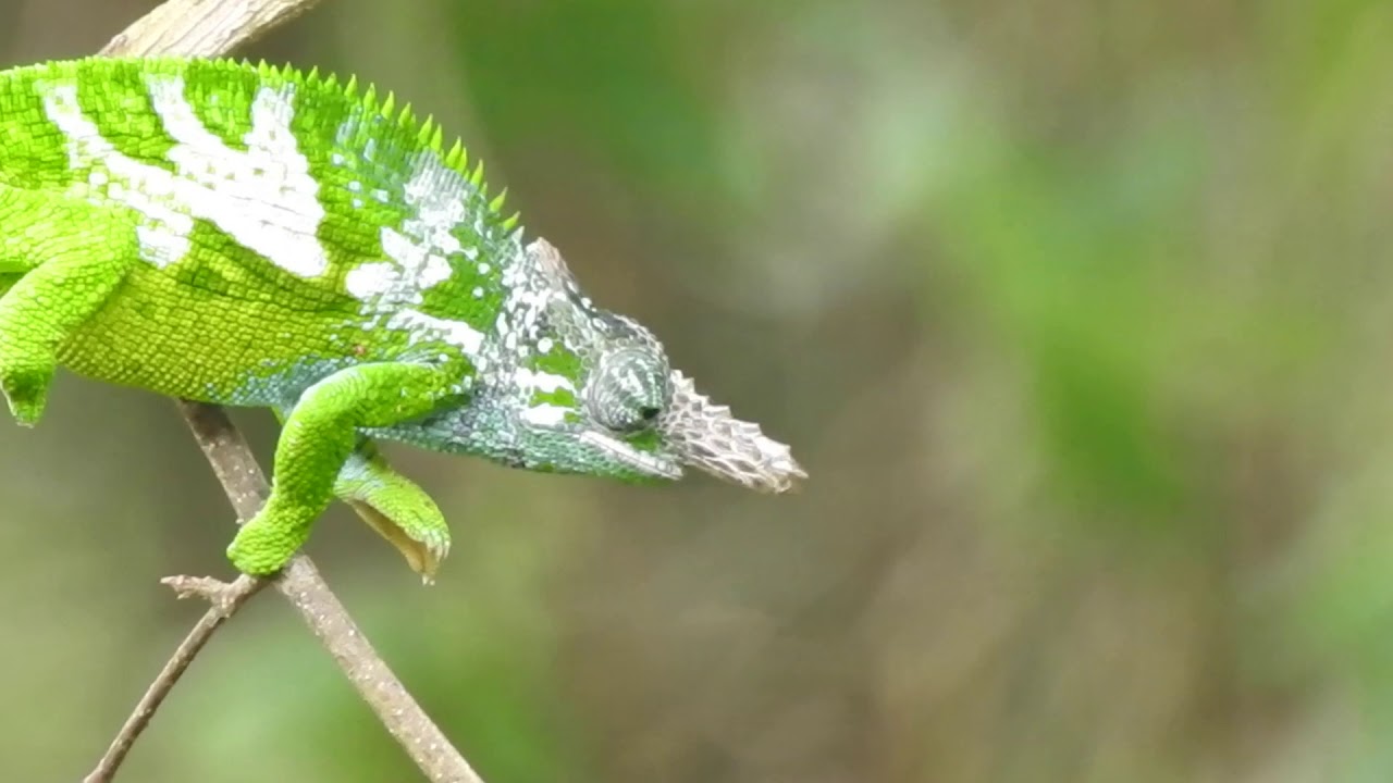 West Usambara Two Horned Chameleon - YouTube