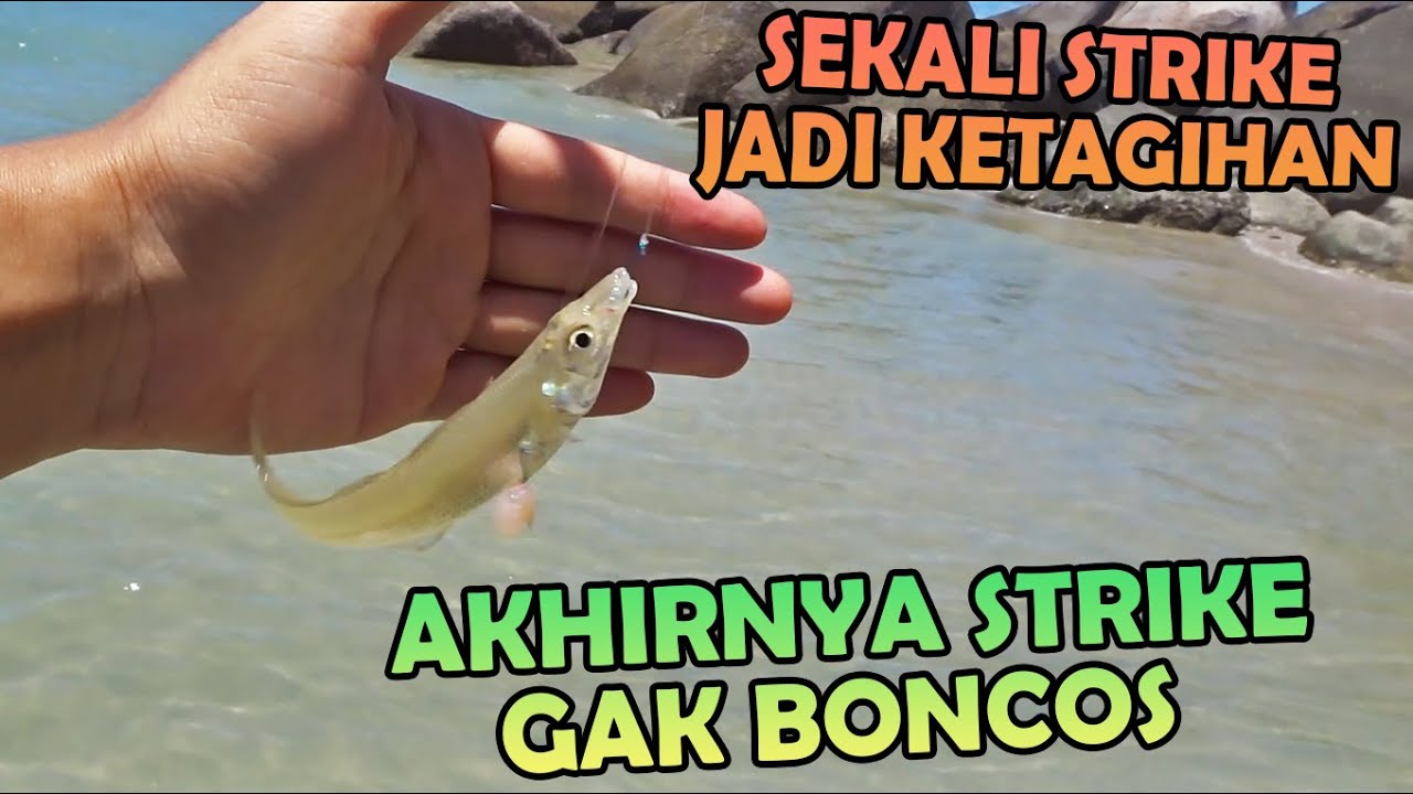 STRIKE MANCING IKAN BERUJUNG ATAU IKAN BEBULUS - YouTube