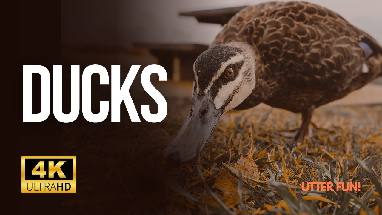 Stunning 4K Video Of Duck In Action | Duck Documentary With Relaxing ...