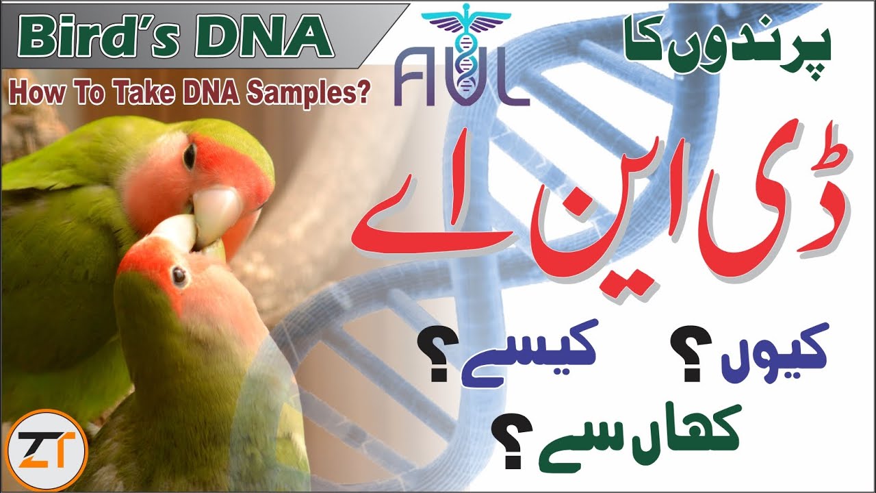 How To Collect Dna Samples Of Birdsavian Laboratories Birds Dna Lablove Birds Dnadna