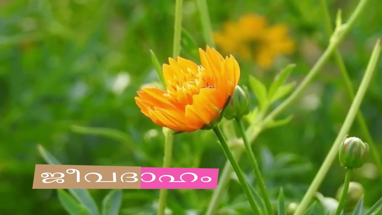 JEEVADHAHAM(ജീവദാഹം ) JINEESH CHOMBALA - YouTube