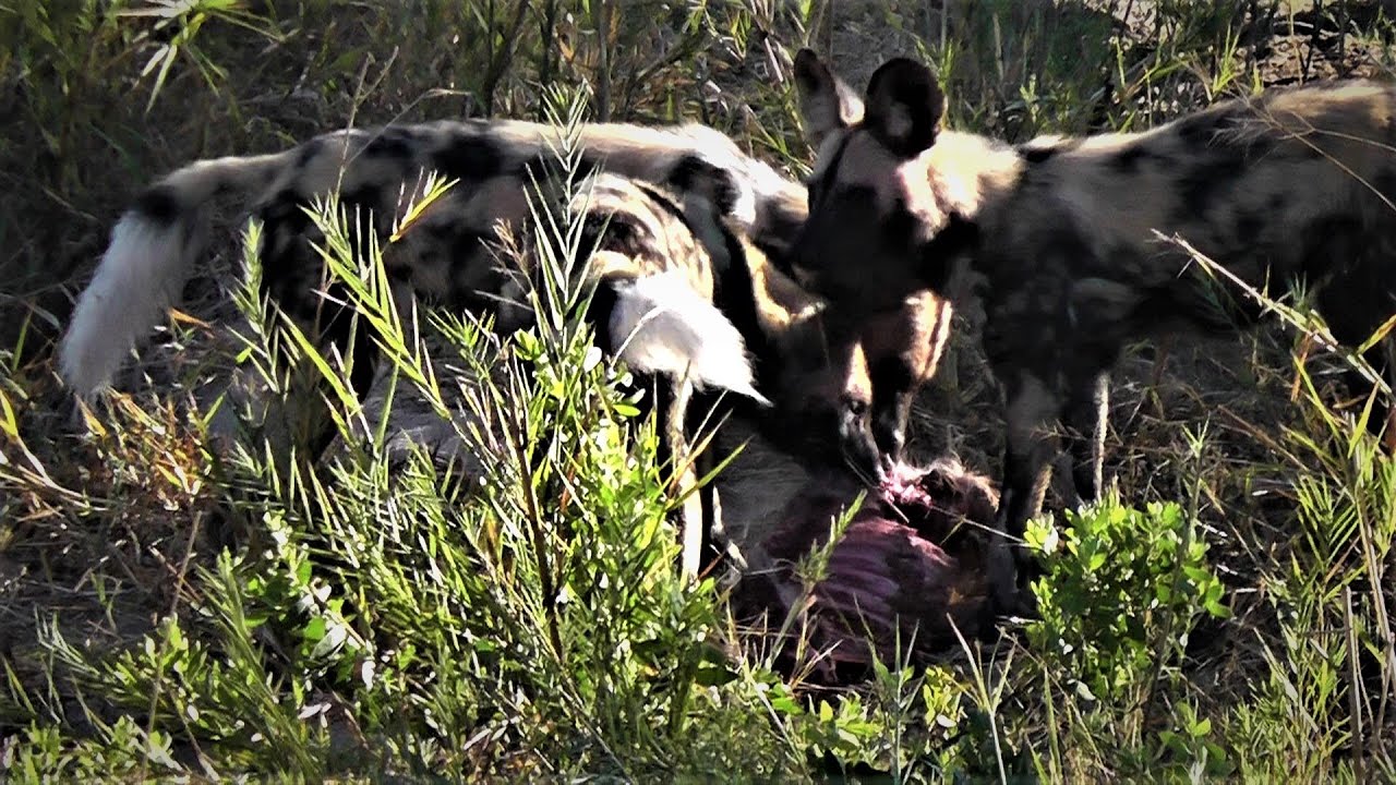 Pack of African Wild Dogs - Eating - playing - Running - eating and ...
