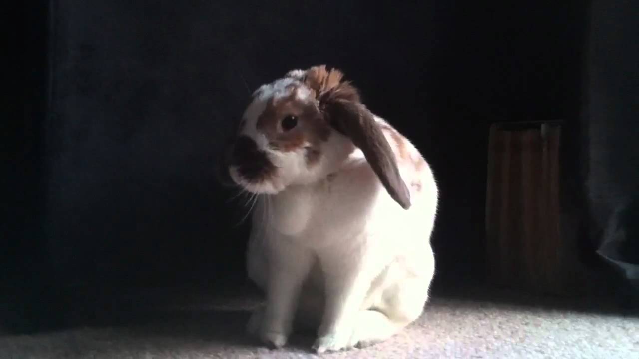 Rabbit reaction - YouTube