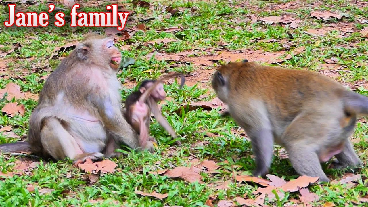 Boran escape s@fely from c@tches by Papa Joey, Jane & Loki comfortable on the high tree - YouTube