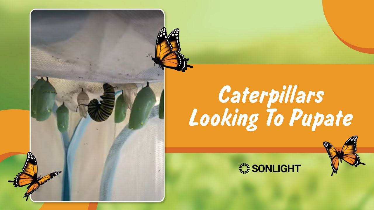 Caterpillars Looking To Pupate - YouTube