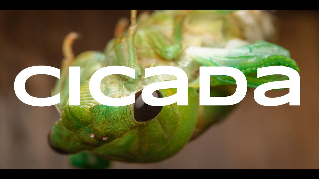 Cicada - YouTube