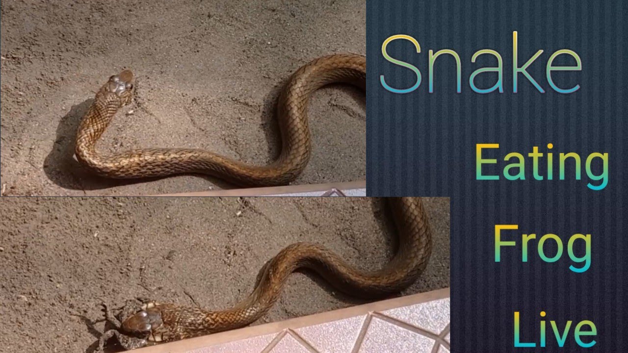 Snake Eating Frog😞 - YouTube