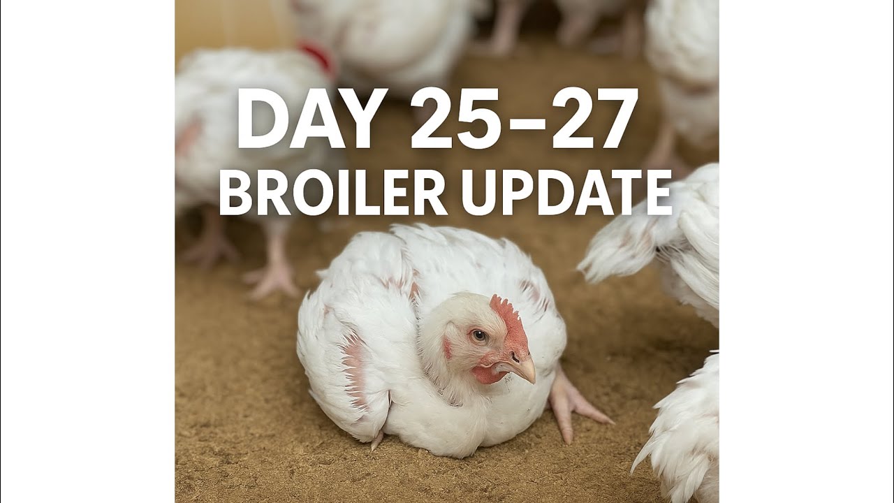 Day 25–27 Broiler Update | Feed Conversion & Growth Check at 4 Weeks ...