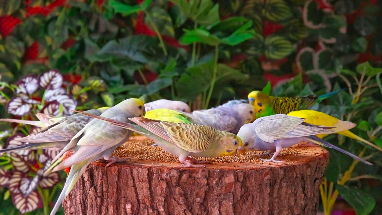 Cat TV for Cats 😻 Watch Countless Birds & Their Squirrel Companions ...