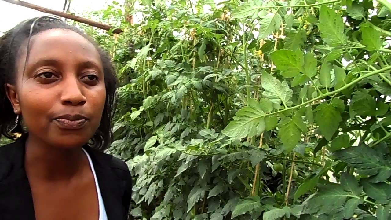 Mkulima Young Champion - Utilizing an "idle plot" in Nairobi for ...