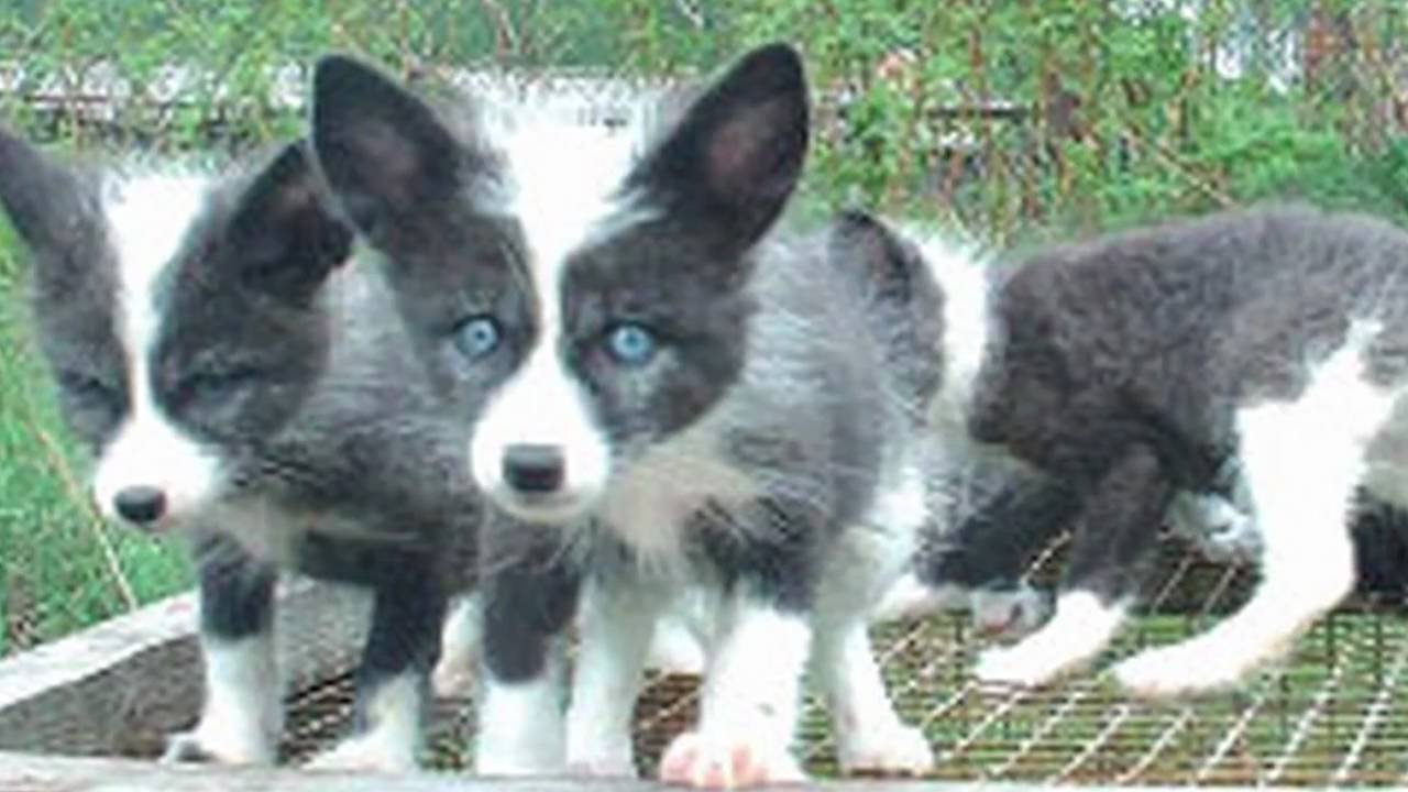 Neoteny and Human Evolution (with the louder background music) - YouTube