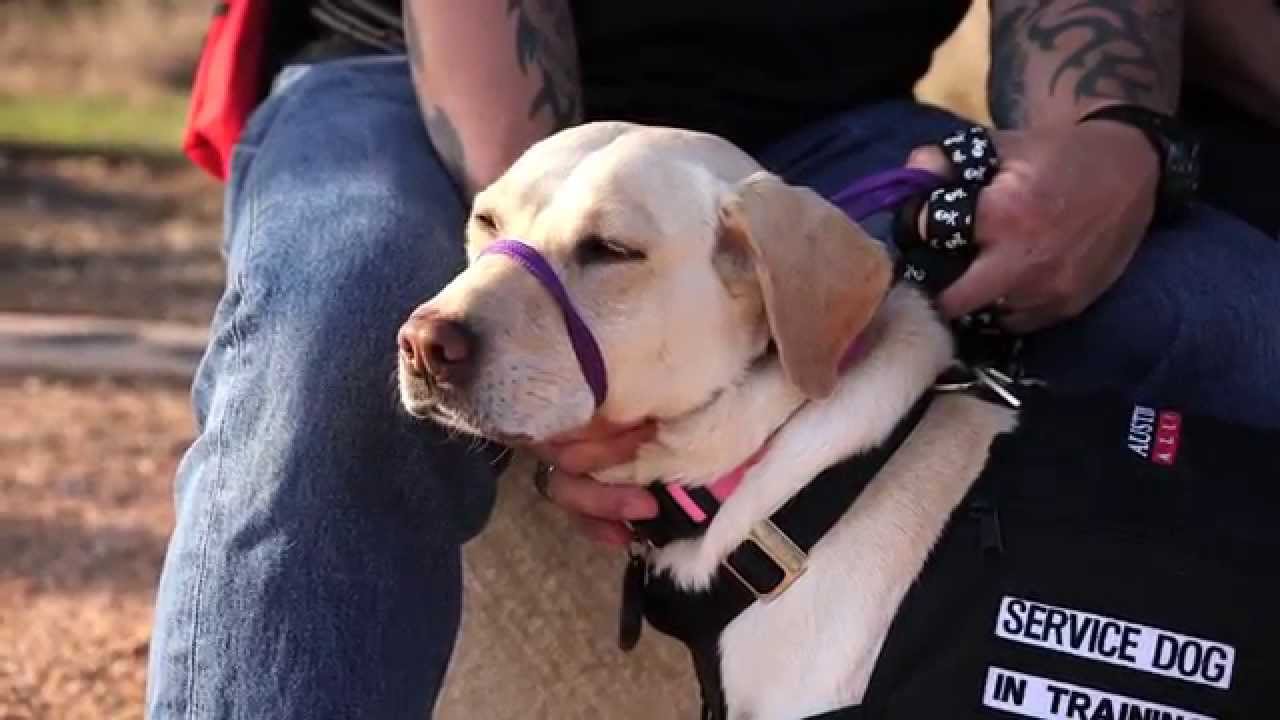 Hounds for Heroes - Veteran Pat Stockwell Talks About His Service Dog ...