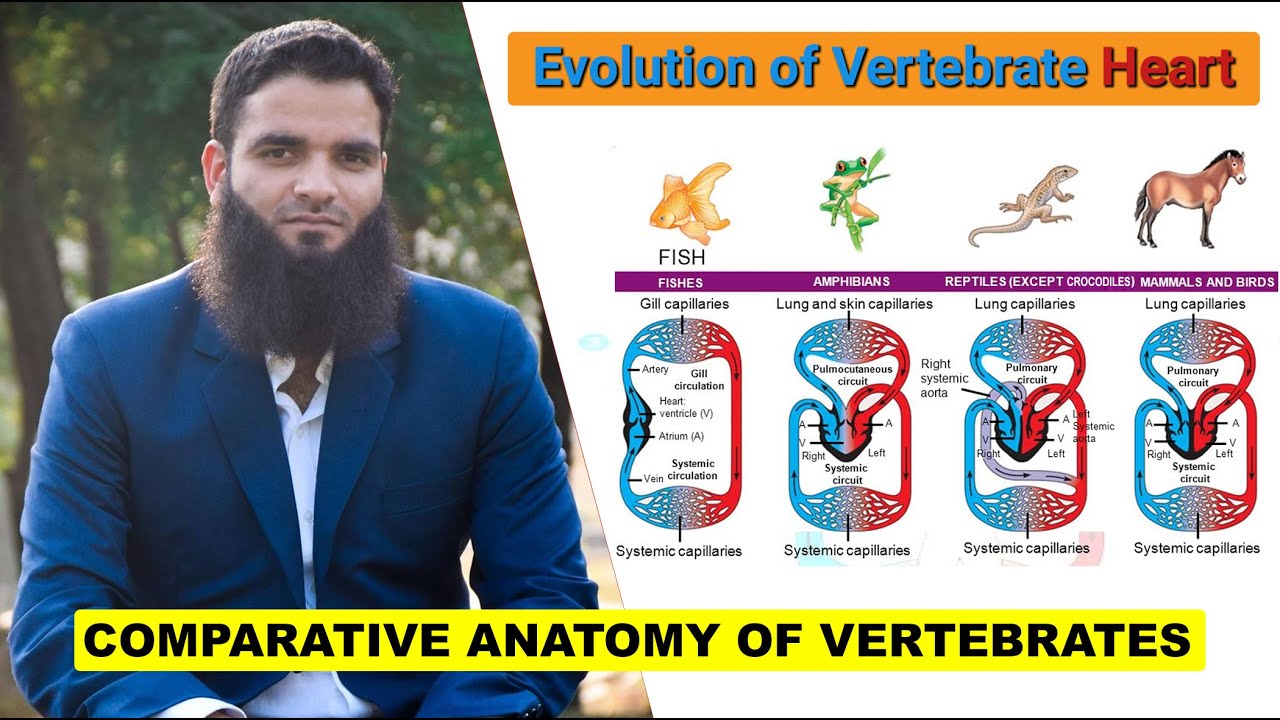 Evolution of Vertebrate Heart-Part 2 - YouTube