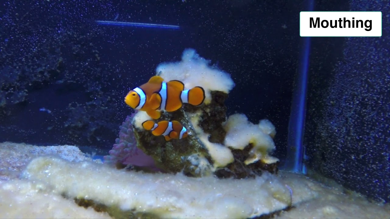 Raising Nemo: Parental care in the clown anemonefish - Mouthing ...