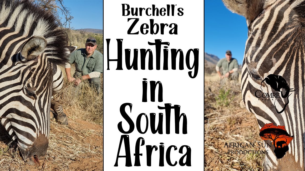Most Iconic African animal - Hunting Burchell Zebra in South Africa ...