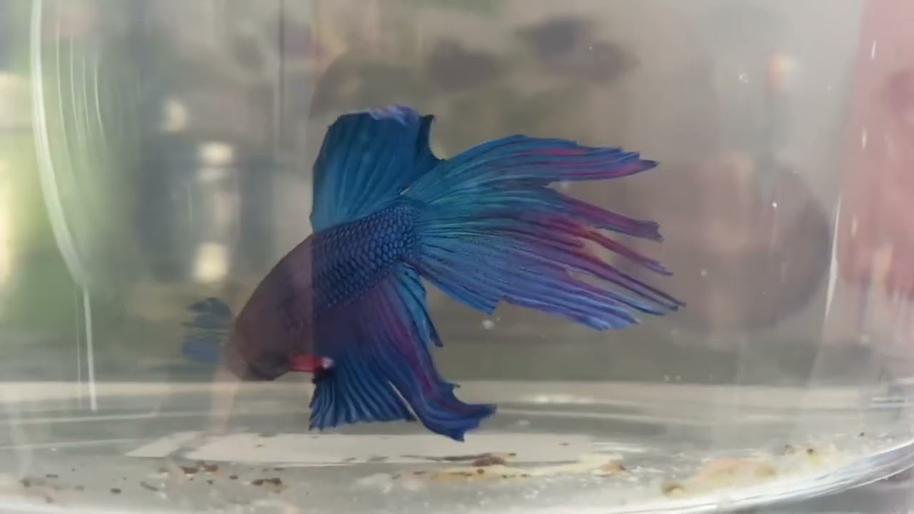 Spider-Man 2099 Betta Fish - YouTube