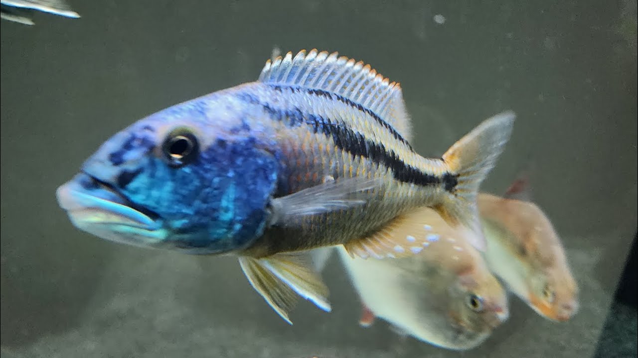 MORE FISH IN QUARANTINE ! YIKES ! AND A FISH WITHOUT A NAME - YouTube
