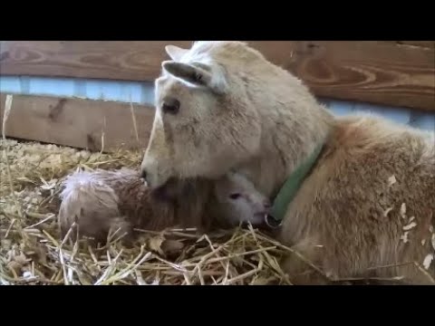 She never disappoints, Nigerian Dwarf gives birth - YouTube