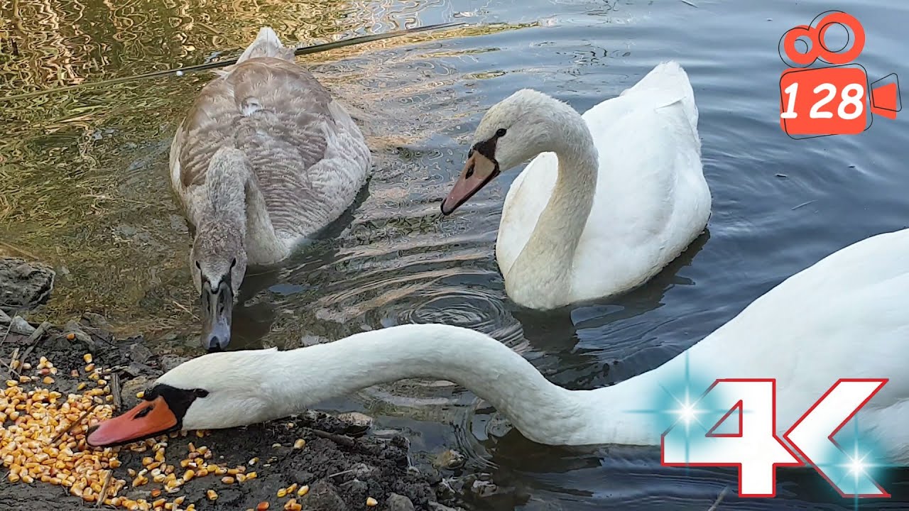 Beautiful mute swans - Hissing Swan Family 4K video 128 - YouTube