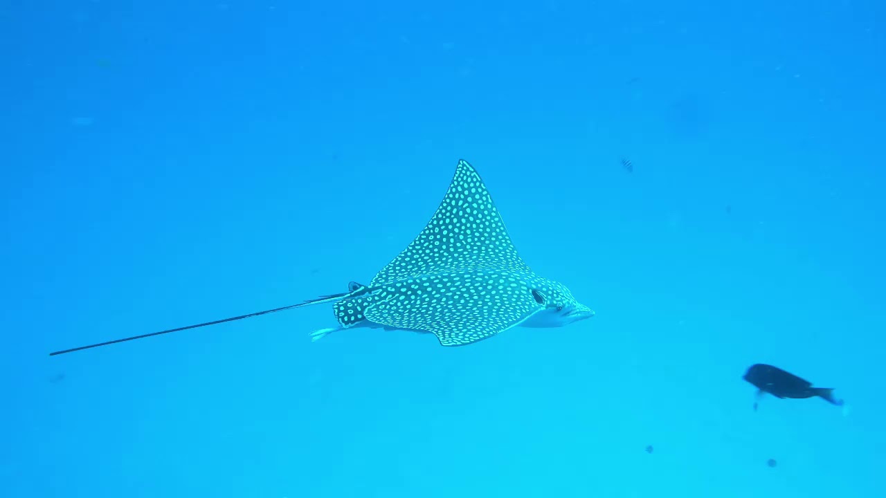 Evolution 4K TRAILER - YouTube