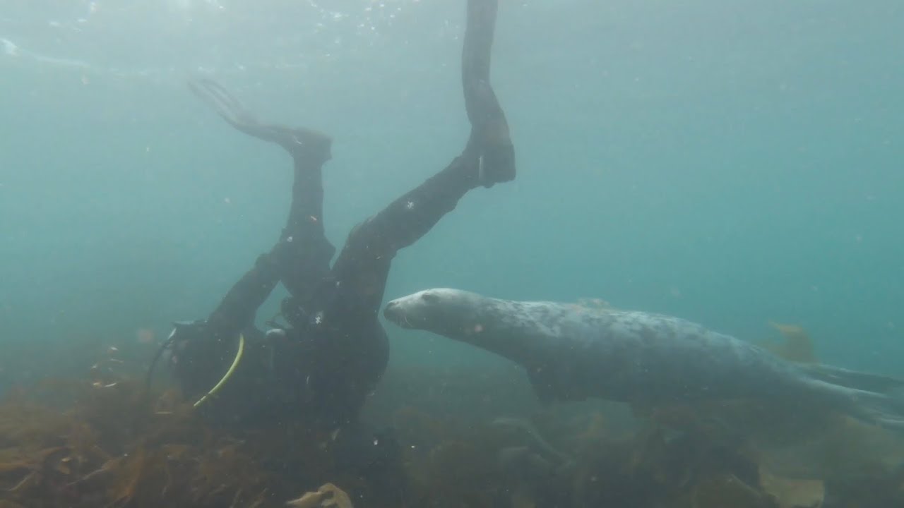 Snorkelling and Scuba Diving with Seals Lundy Island UK 4K - YouTube
