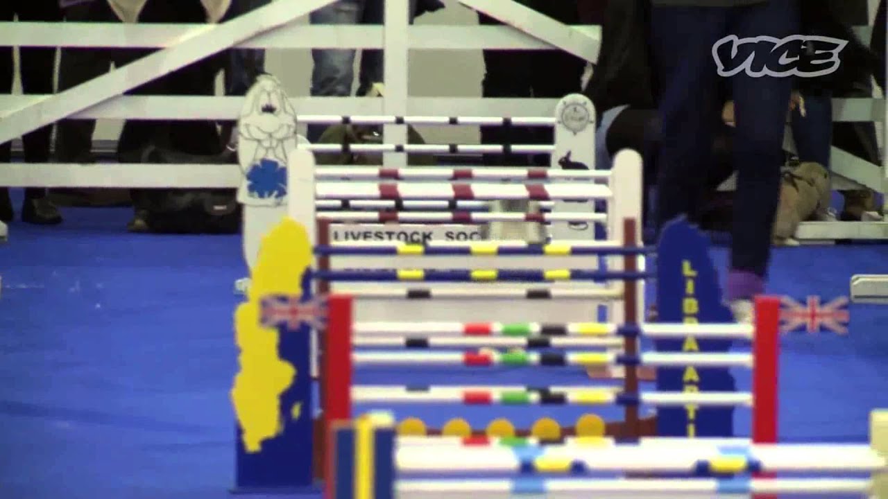 Cute Bunny Jumping Competition! - YouTube