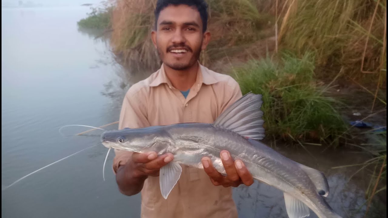 Singara fish Hunting ||Catfish Hunting from freshwater ||Fishing for ...