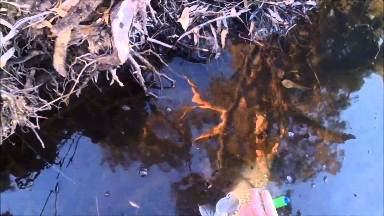 60cm cod - YouTube