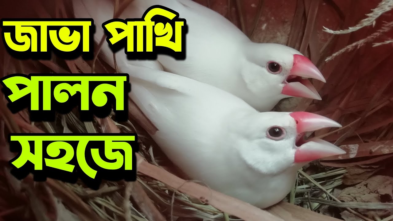 জাভা পাখি সহজে পালন | Java sparrow rearing | জাভা পাখির দাম ২০২২ | Java pakhi palon | Java bird ...