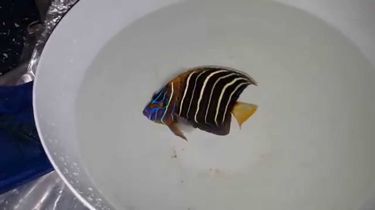 Chrysurus Angel $329 - African - YouTube