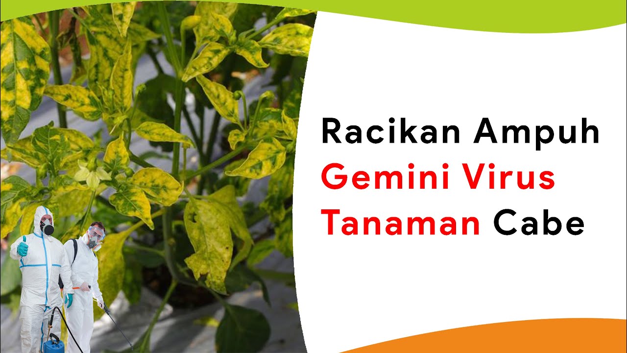 Racikan Anti Virus Kuning Tanaman Cabe yang Sudah Terserang Gemini ...