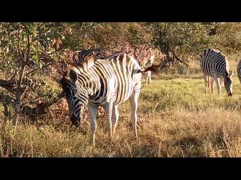 Zebra Scratch - YouTube