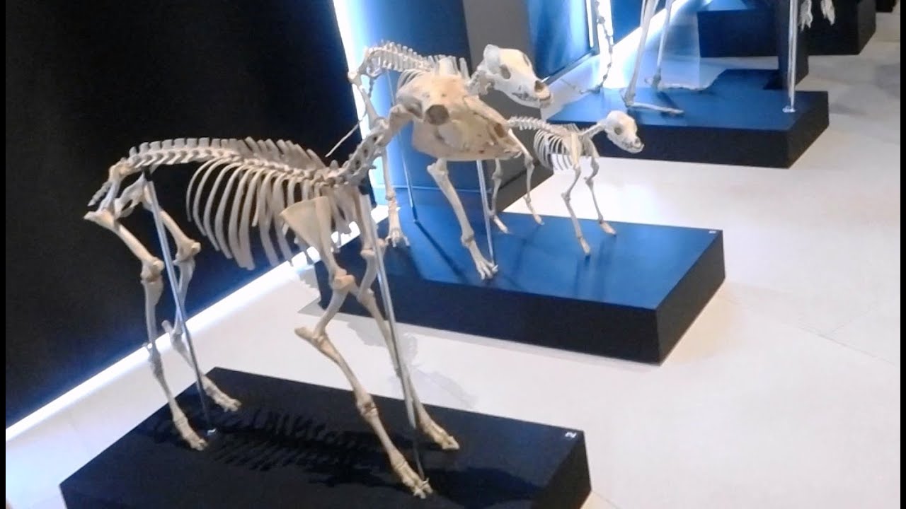 Mud Volcano Museum | Baku | Azerbaijan - YouTube