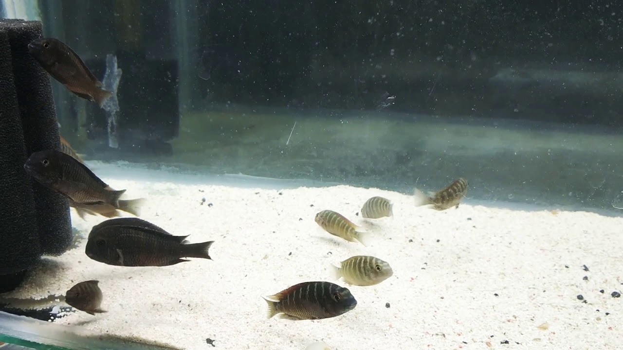 Tropheus kachese and Tropheus Red Moliro Available - YouTube
