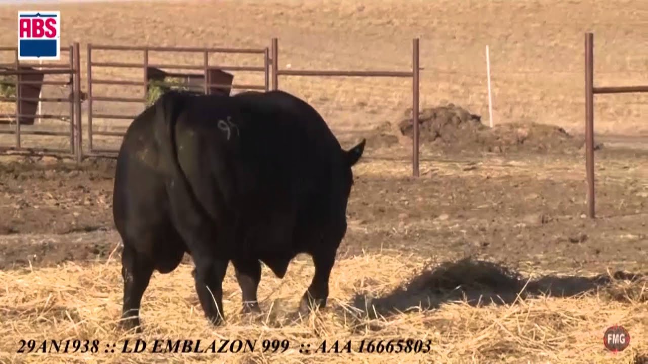 LD Emblazon 999 - YouTube